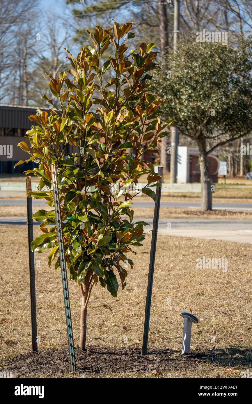 Small Young Tree with Support Bars Stock Photo - Alamy