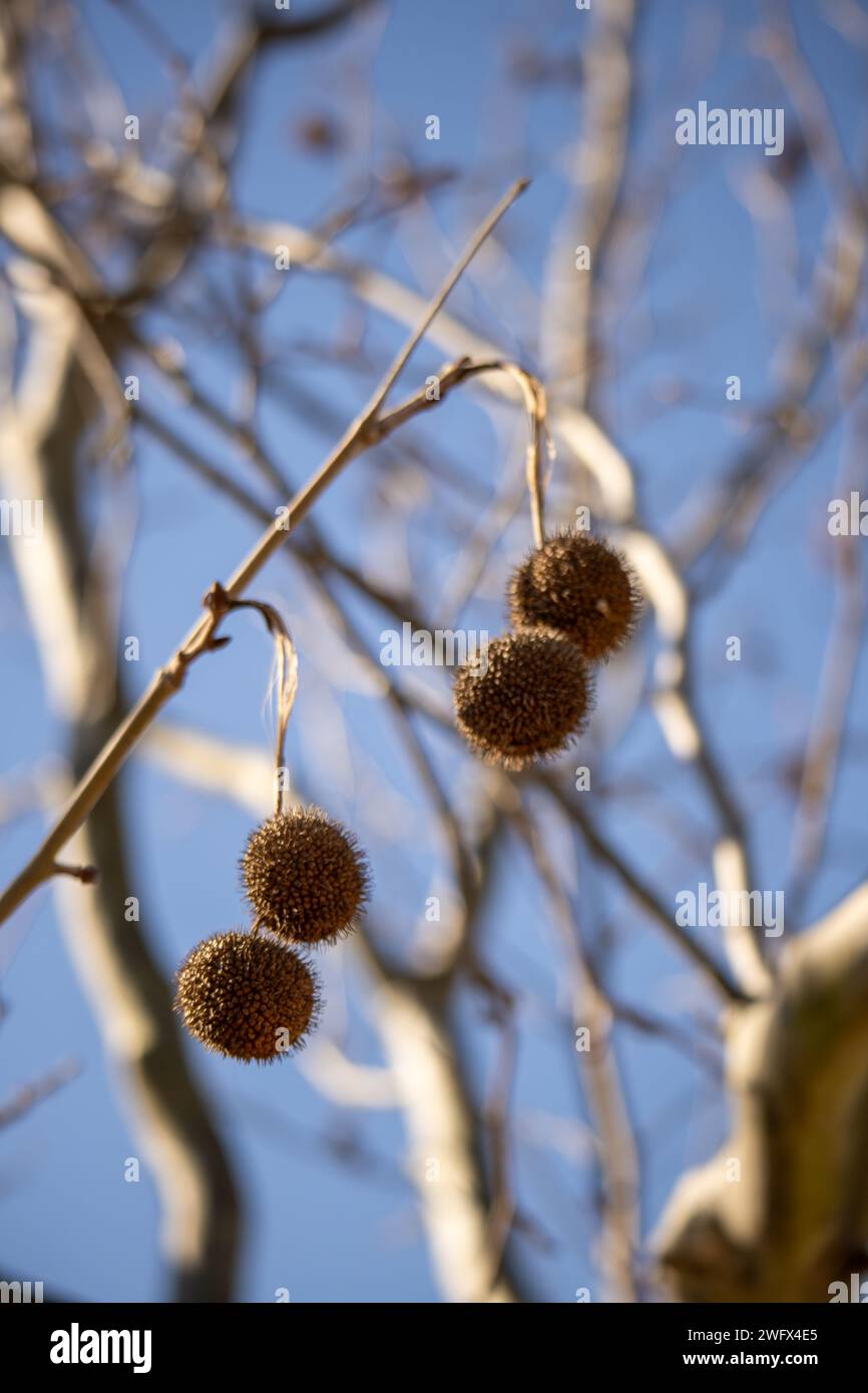Sycamore Tree Seeds Hanging on Branch with Blue Sky Background Stock ...