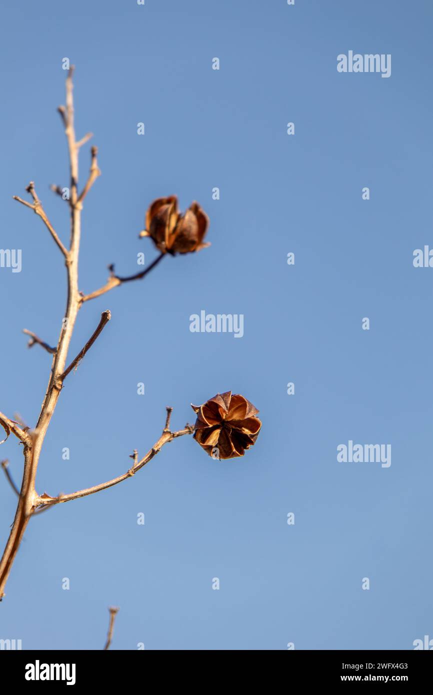 Open Seed Pods on Crepe Myrtle Tree Branch Stock Photo - Alamy