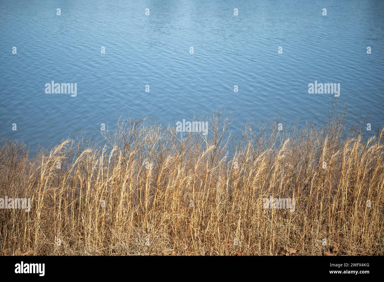 Beautiful dry common reeds hi-res stock photography and images - Alamy