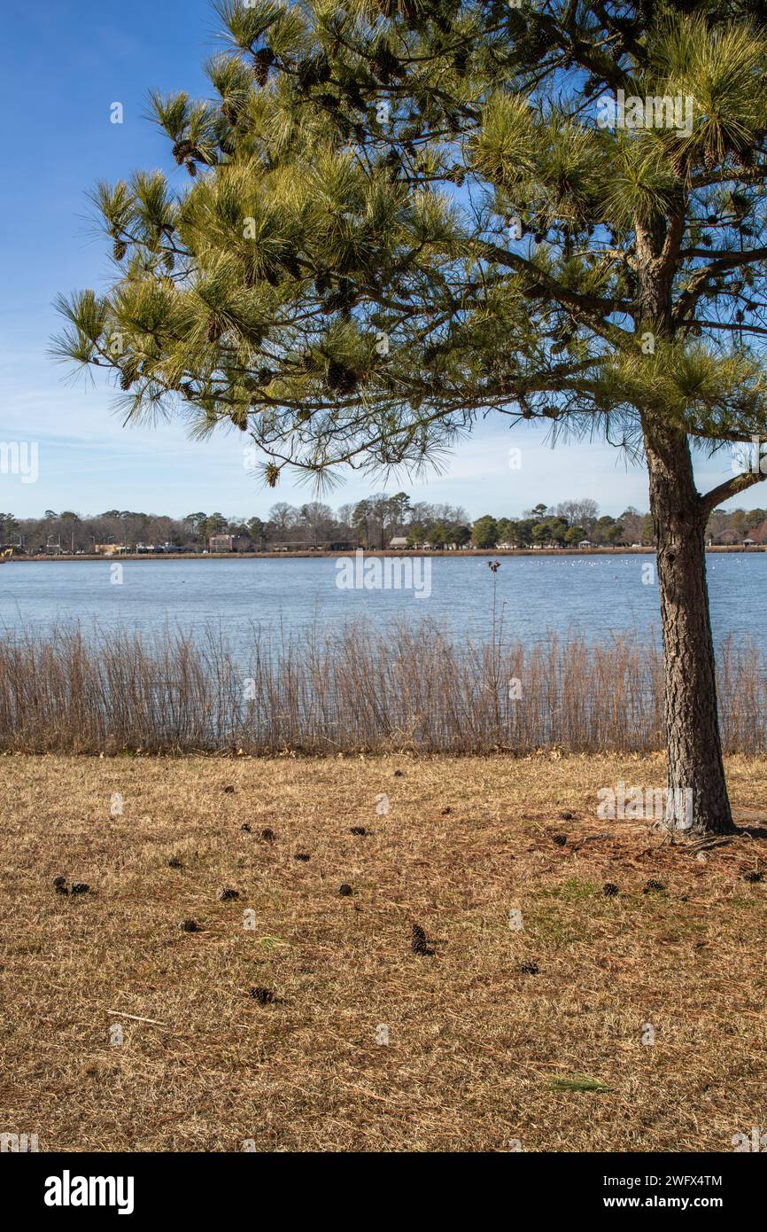 Tall trees next lake hi-res stock photography and images - Alamy