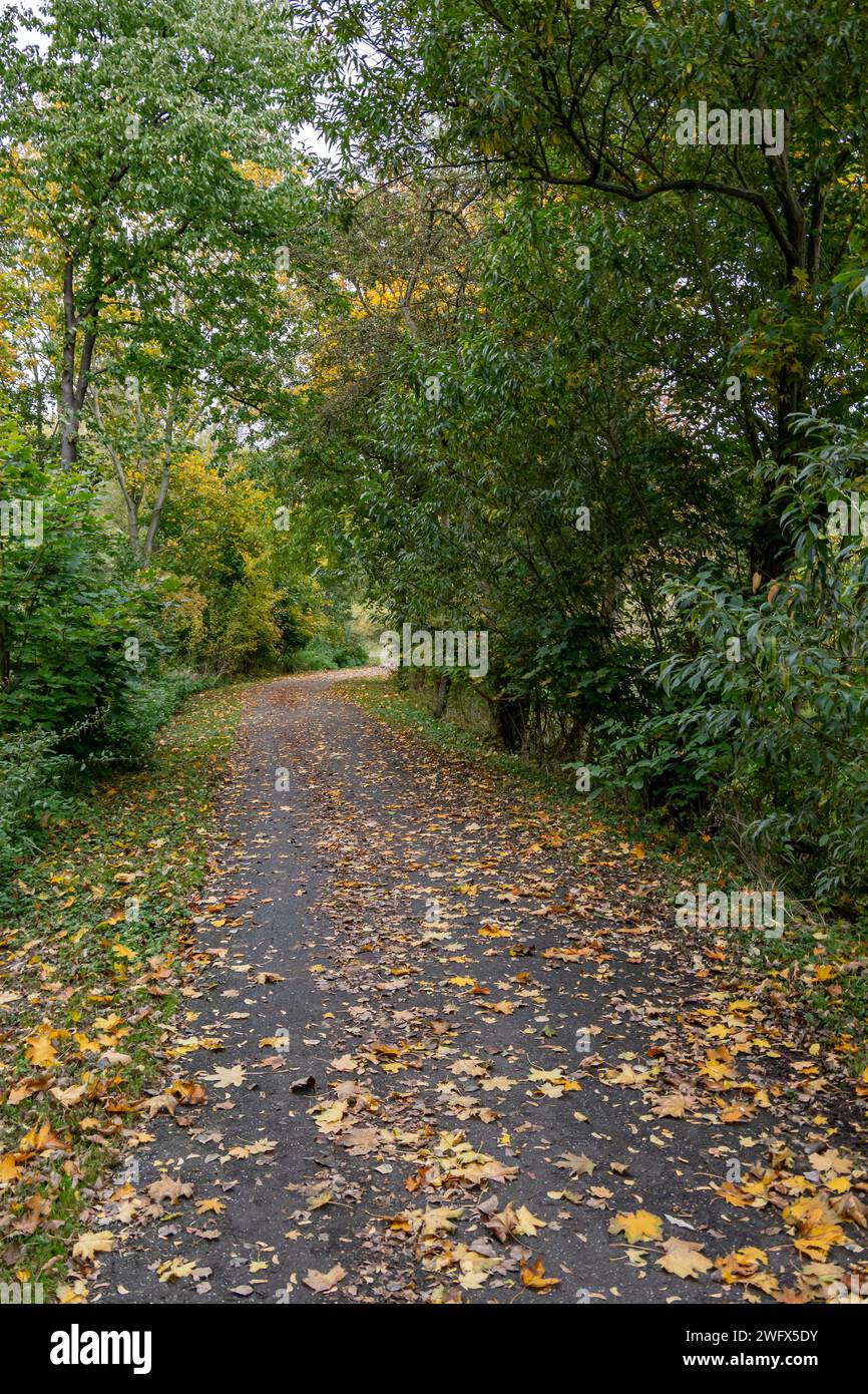 Autumnal bike path between trees Stock Photo - Alamy