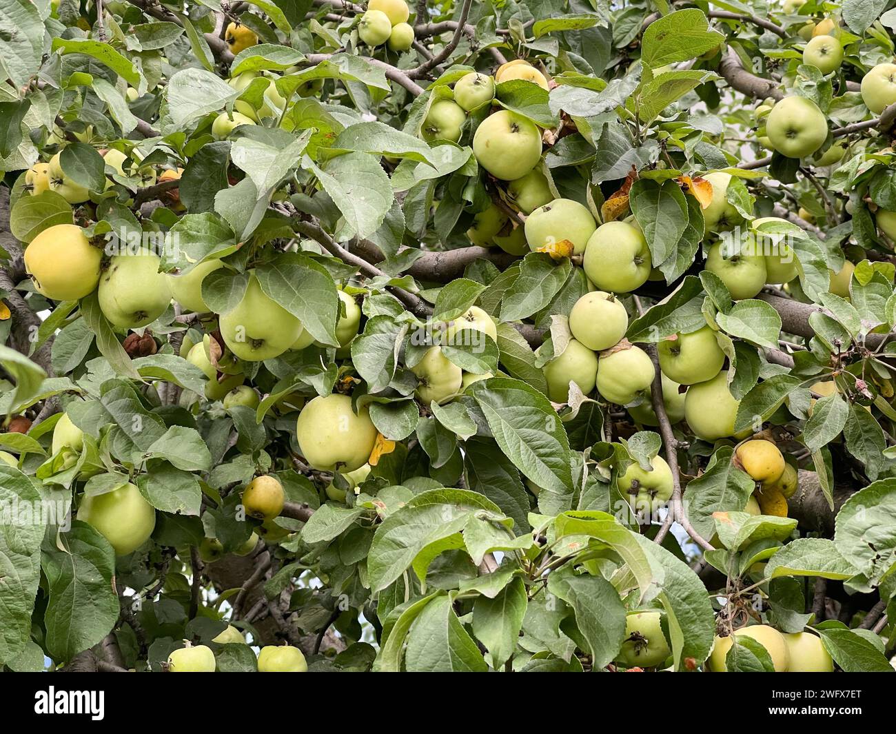Apple ripening on the tree hi-res stock photography and images - Alamy