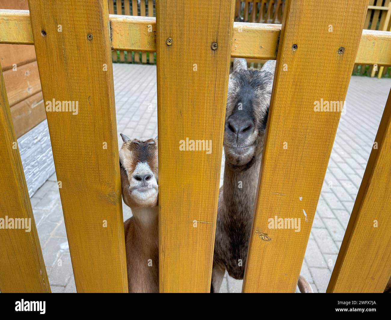 Goat looking over fence hi-res stock photography and images - Alamy