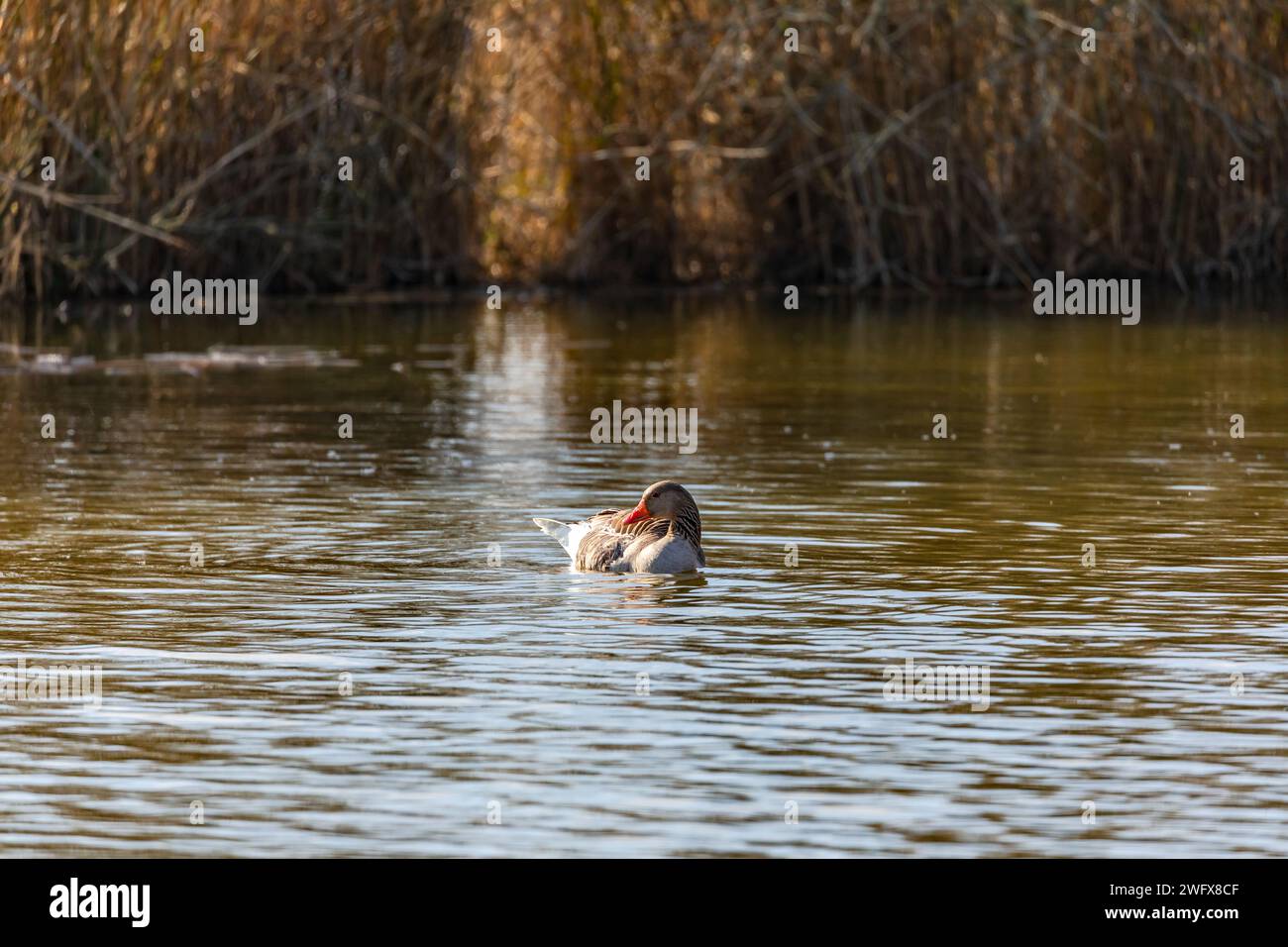 Light refraction duck hi-res stock photography and images - Alamy
