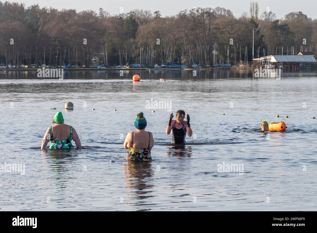 Wild swimmers cold water swimming at Frensham Great Pond on a winter ...