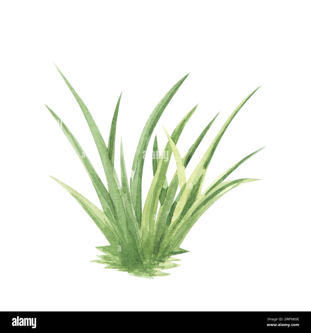 Watercolor green grass isolated on white background Stock Photo - Alamy