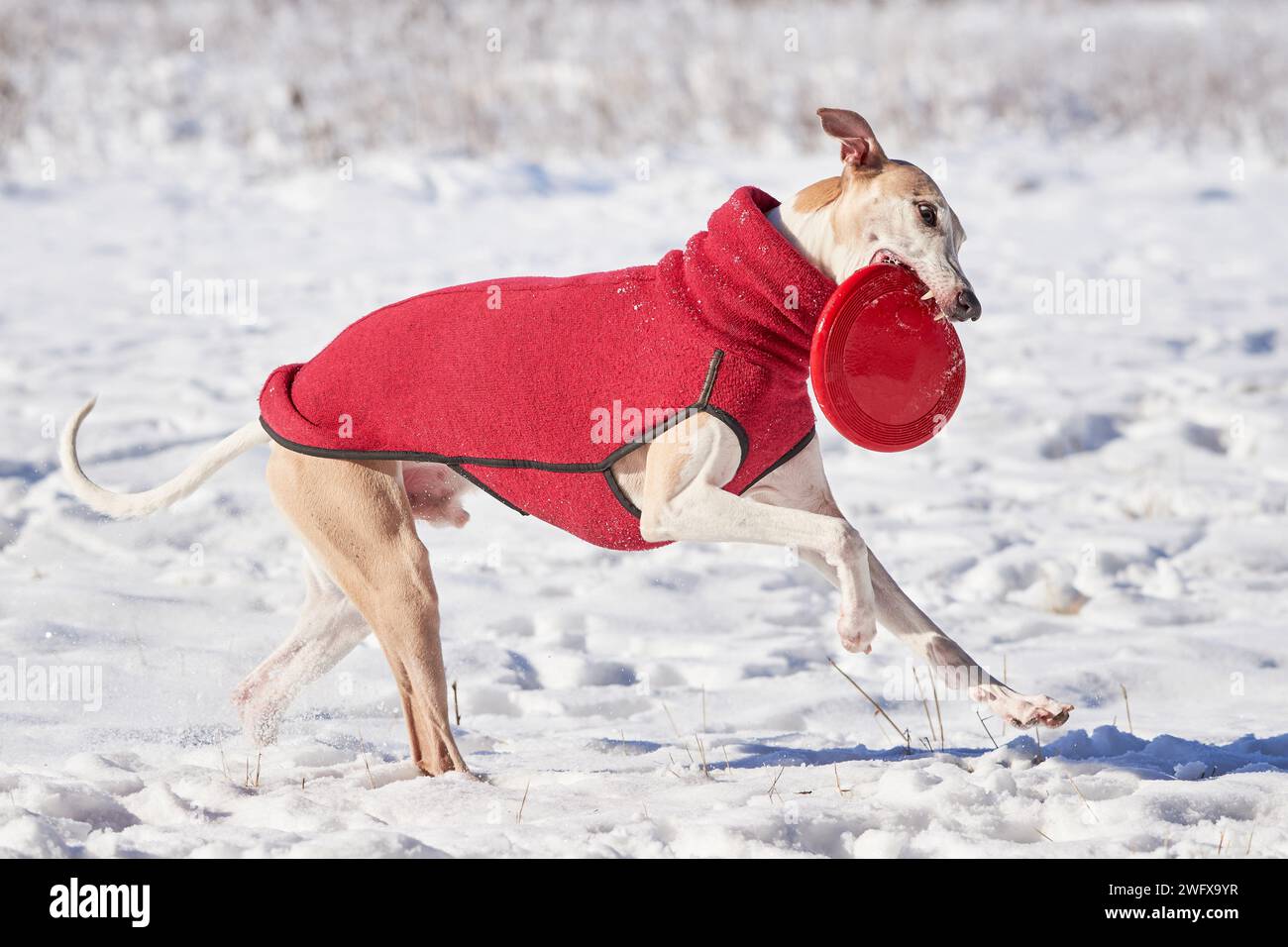 Fast whippet hi-res stock photography and images - Alamy