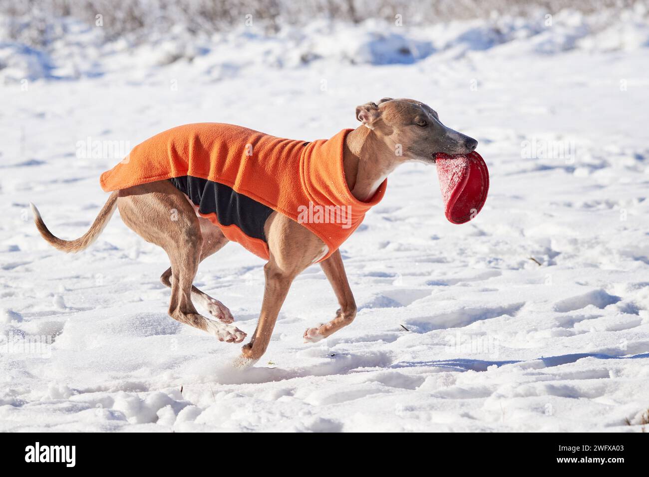 Whippet in a coat hi-res stock photography and images - Alamy