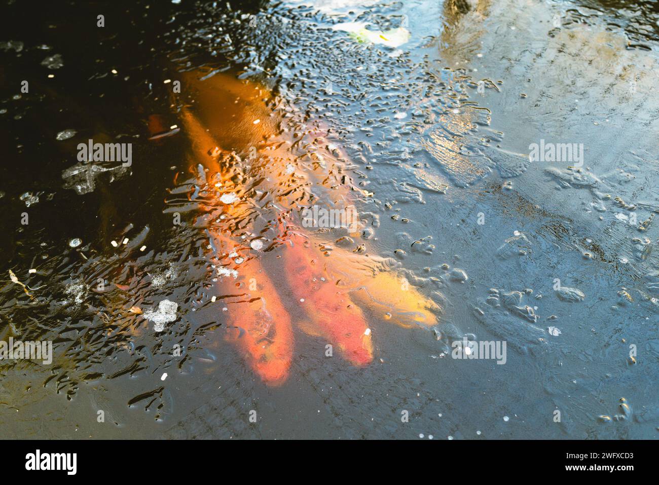 Fish ice under hi-res stock photography and images - Alamy