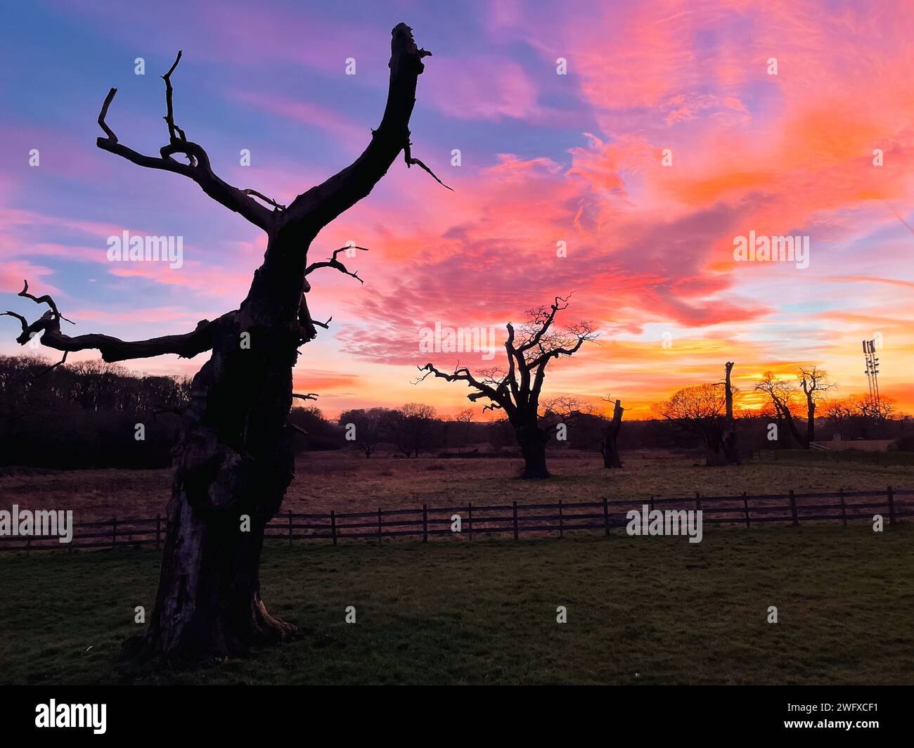 Windsor, UK. 1st February, 2024. Sunset over dead trees in Stag Meadow ...