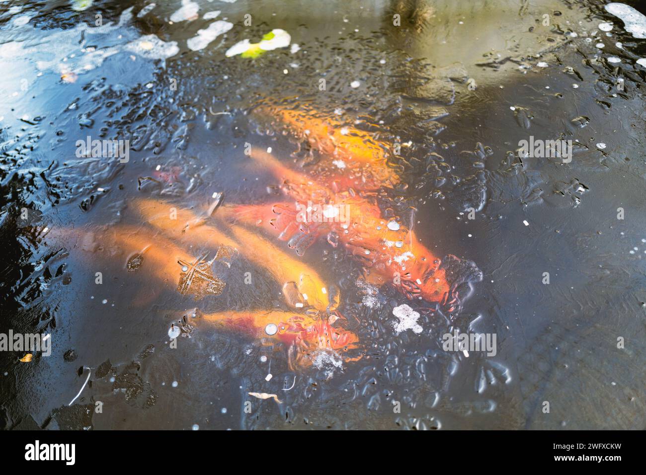 Frozen Koi pond with a group of fish under the frozen ice Stock Photo ...