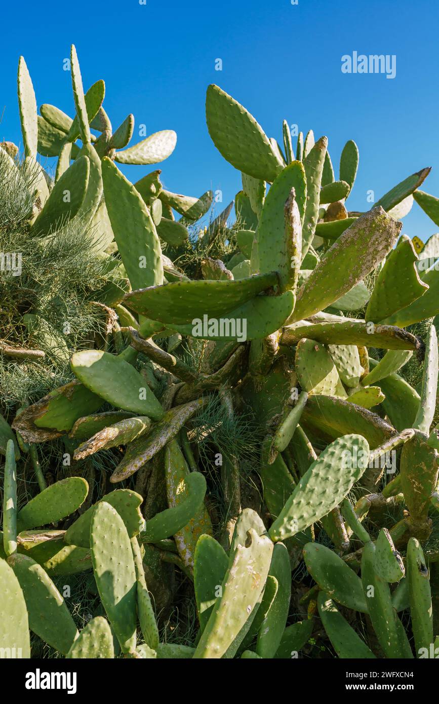 Tall cactus with plain background hi-res stock photography and images ...