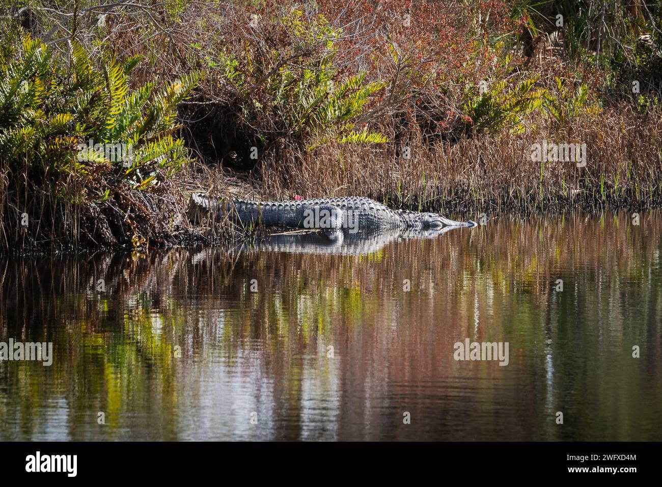 Alligator basks in sun hi-res stock photography and images - Alamy