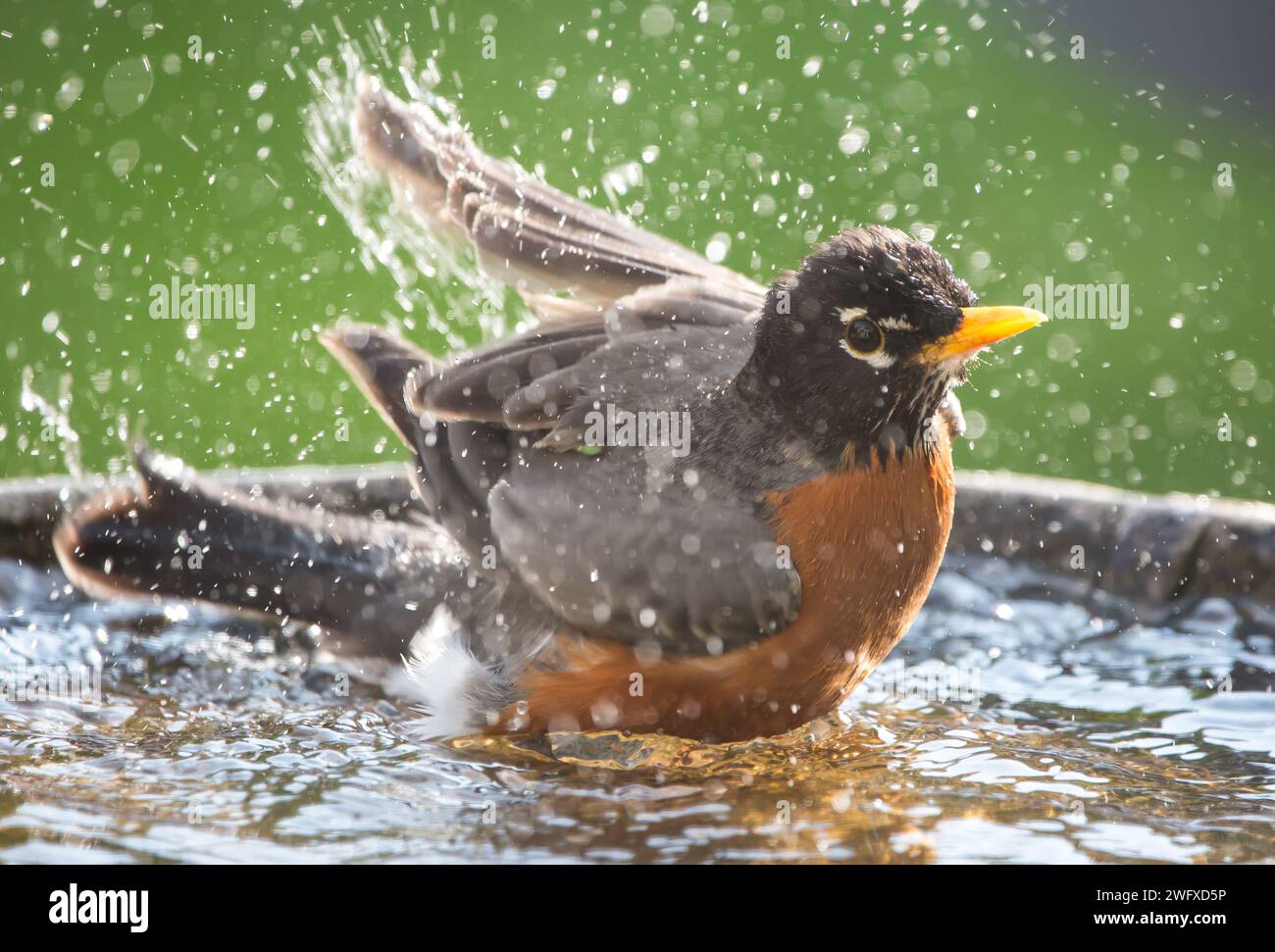 Robin bird bath hi-res stock photography and images - Alamy