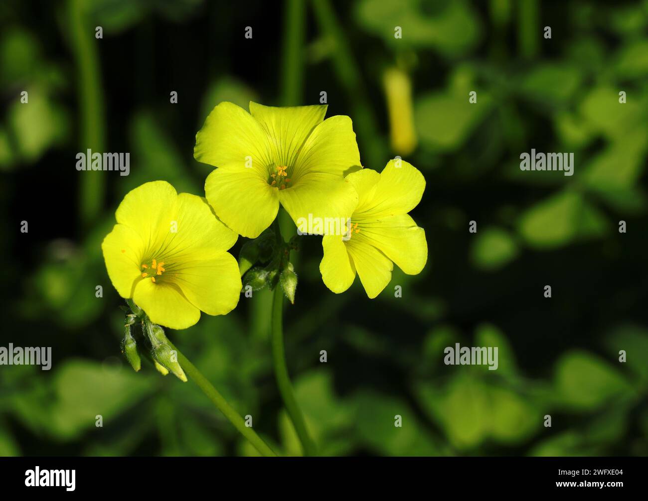 Spring. Oxalidaceae. Yellow Wood sorrel - Oxalis pes-caprae in bloom ...