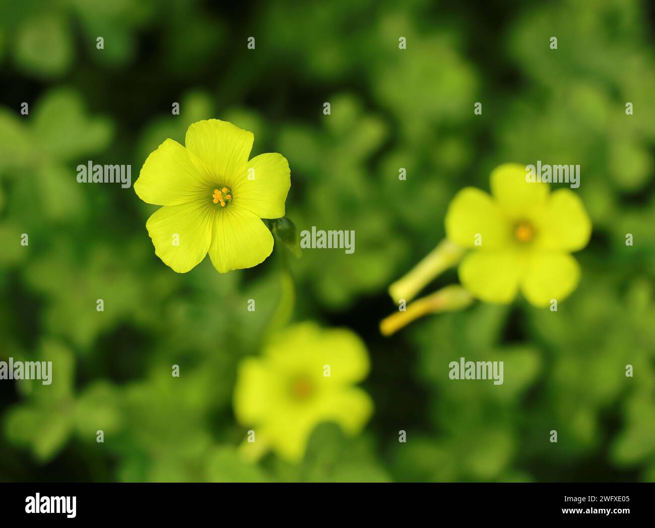 Spring. Oxalidaceae. Yellow Wood sorrel - Oxalis pes-caprae in bloom ...