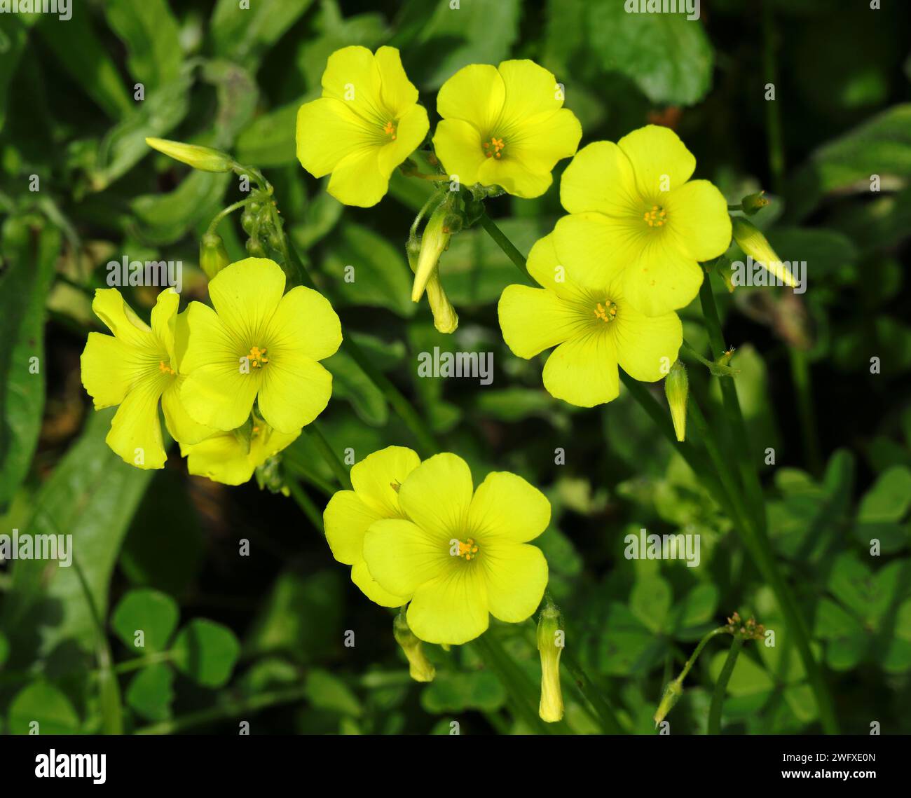 Spring. Oxalidaceae. Yellow Wood sorrel - Oxalis pes-caprae in bloom ...