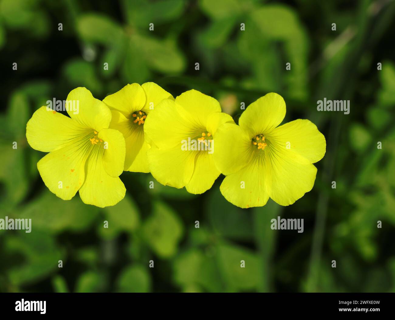 Spring. Oxalidaceae. Yellow Wood sorrel - Oxalis pes-caprae in bloom ...