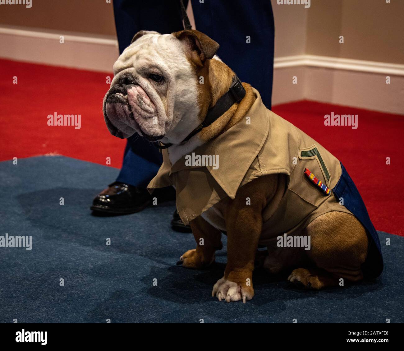 Chesty XVI, mascot of the Barracks, sits during a promotion ceremony at ...