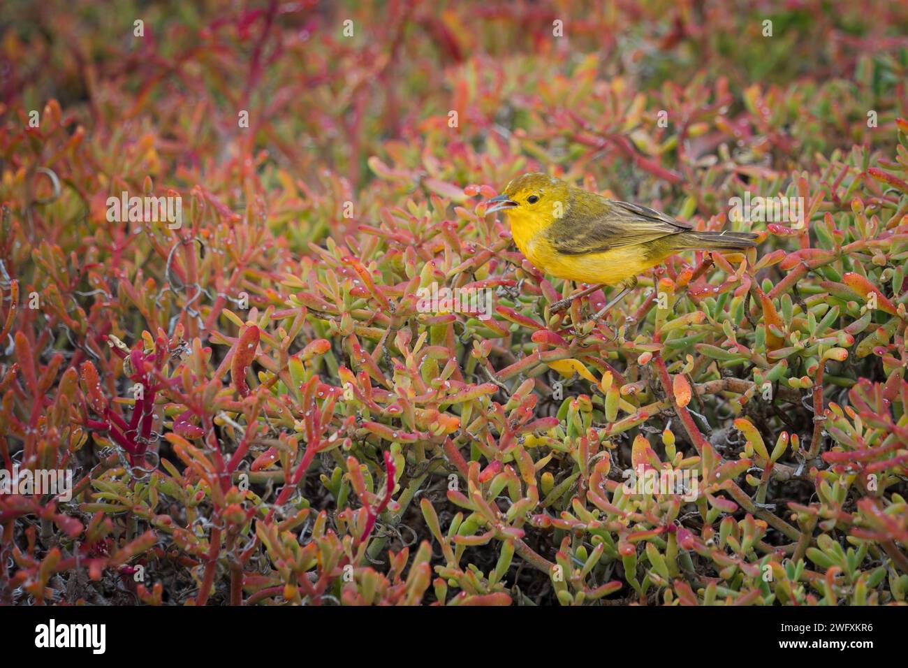 Photography adaptation hi-res stock photography and images - Alamy