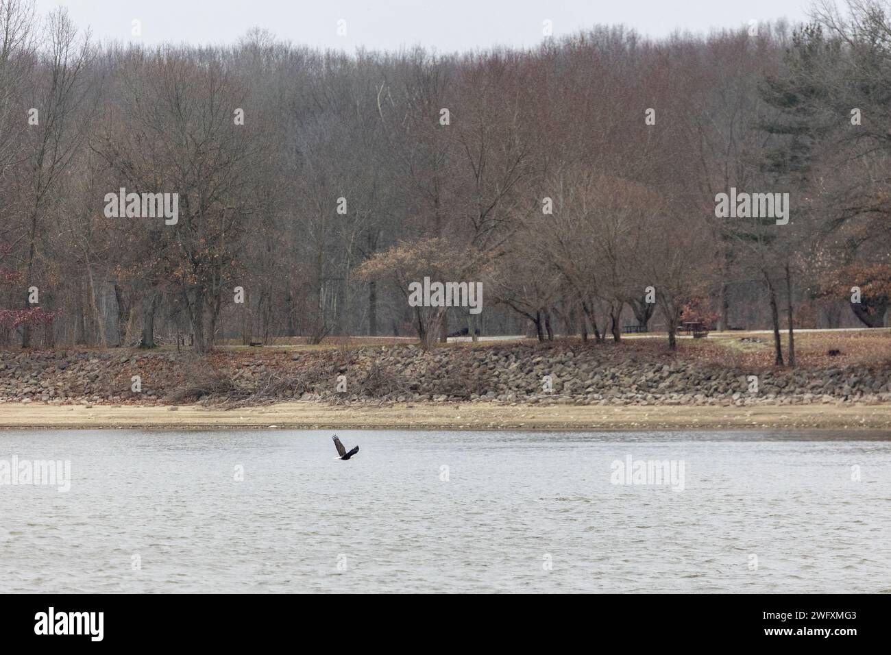 An eagle soars low over the rippling waters of Shenango River Lake ...