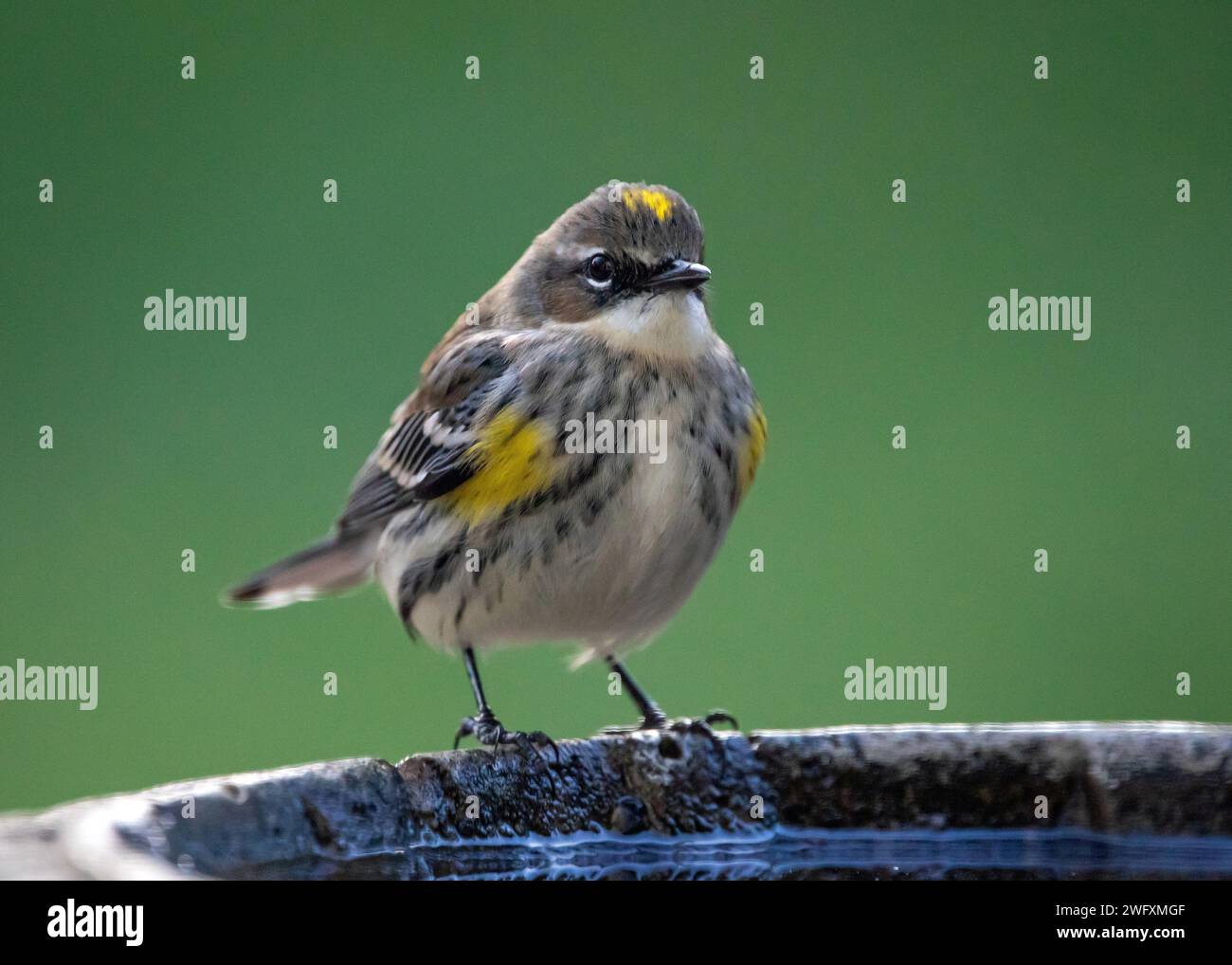 Closeup of a male yellow-rumped warbler bird with dark green background ...