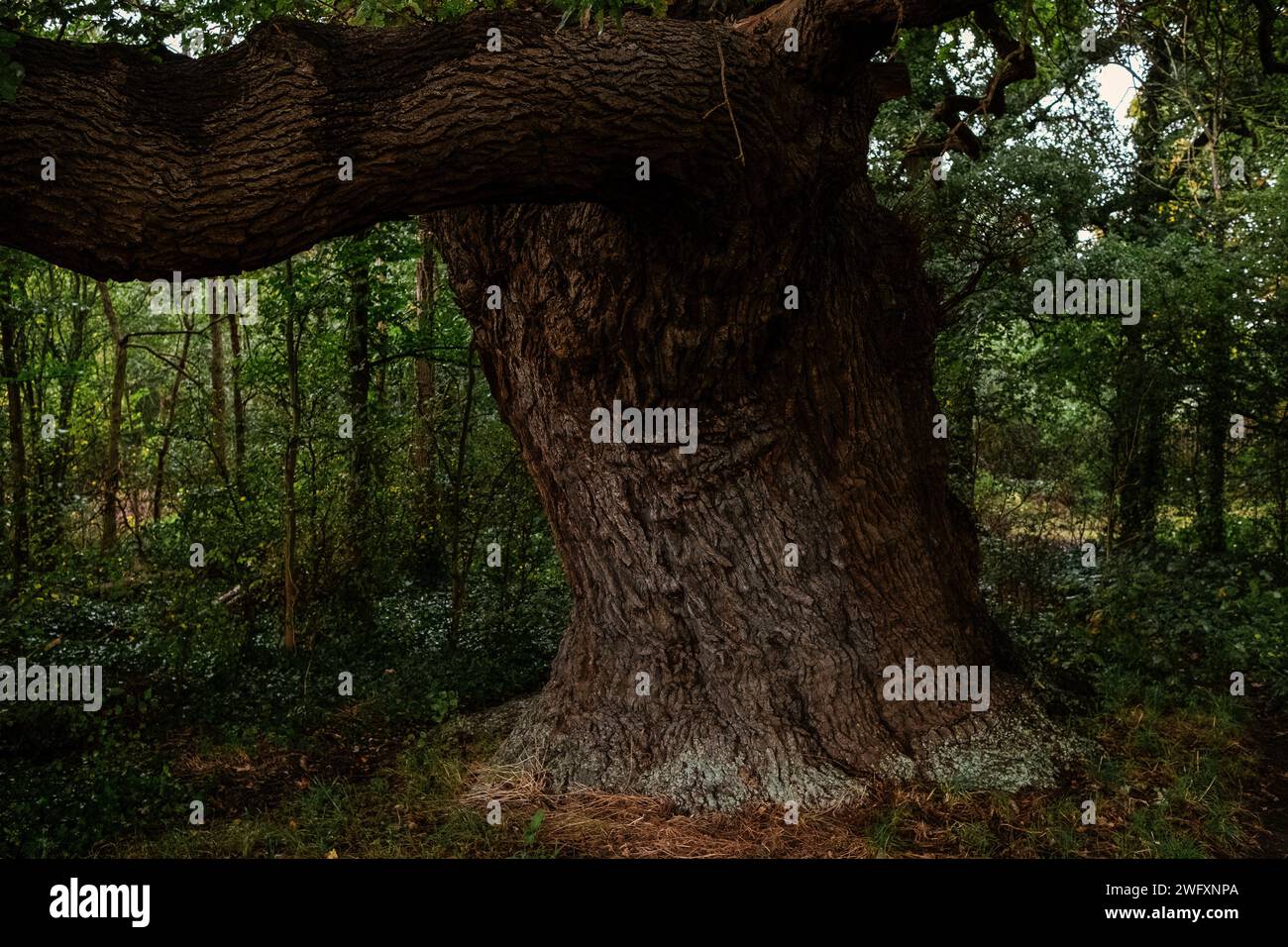 Windsor, UK. 2nd October, 2023. The trunk of a huge English oak tree ...