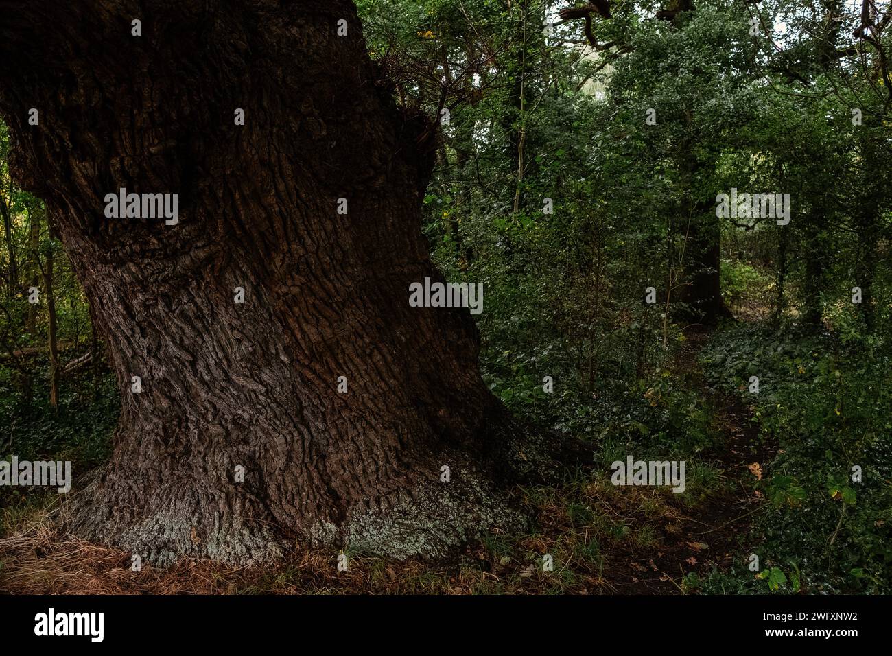 Windsor, UK. 2nd October, 2023. The trunk of a huge English oak tree ...