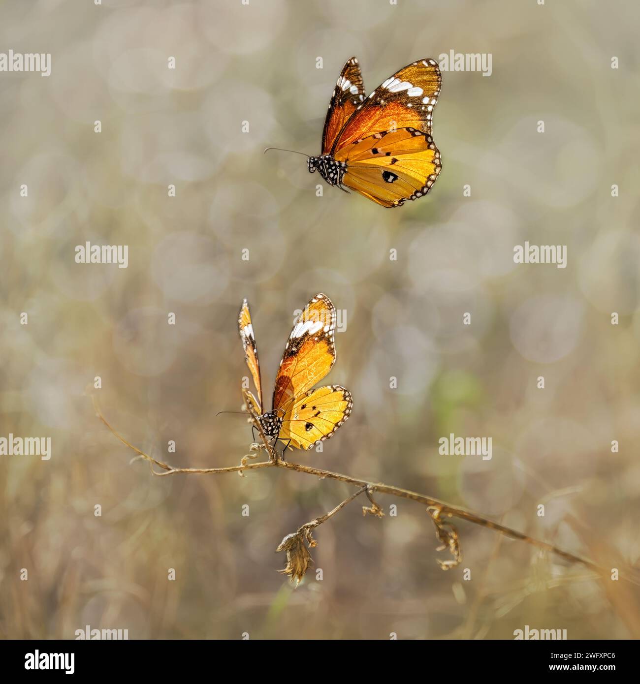 Two plain tiger butterflies also known as African monarch, Danaus ...