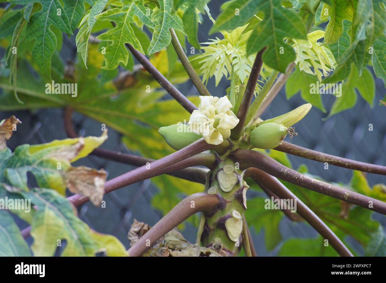 Papaya tree with papaya flower and small papaya fruits Stock Photo - Alamy