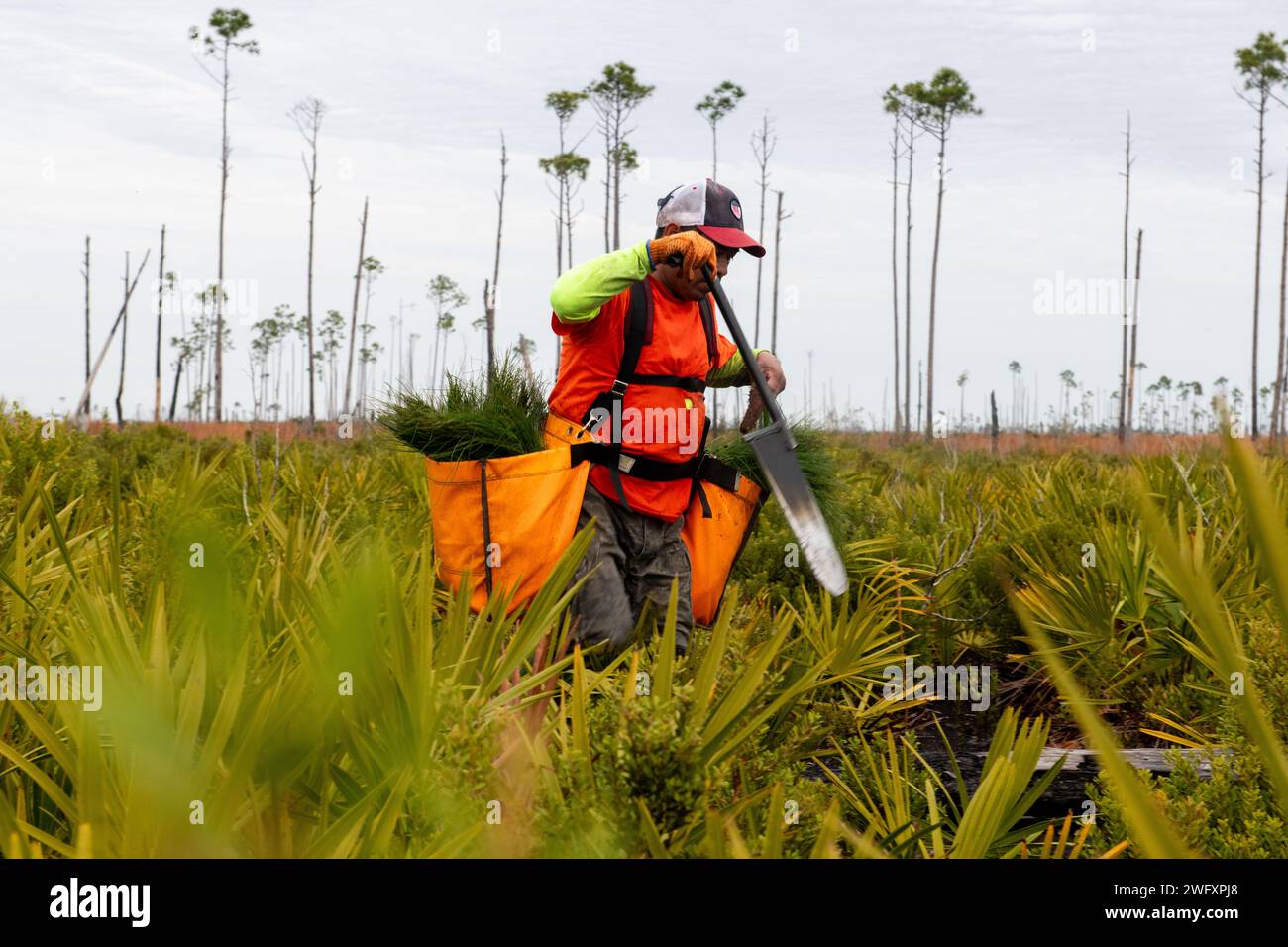 A contractor uses a shovel to plant longleaf pine seedlings at Tyndall ...