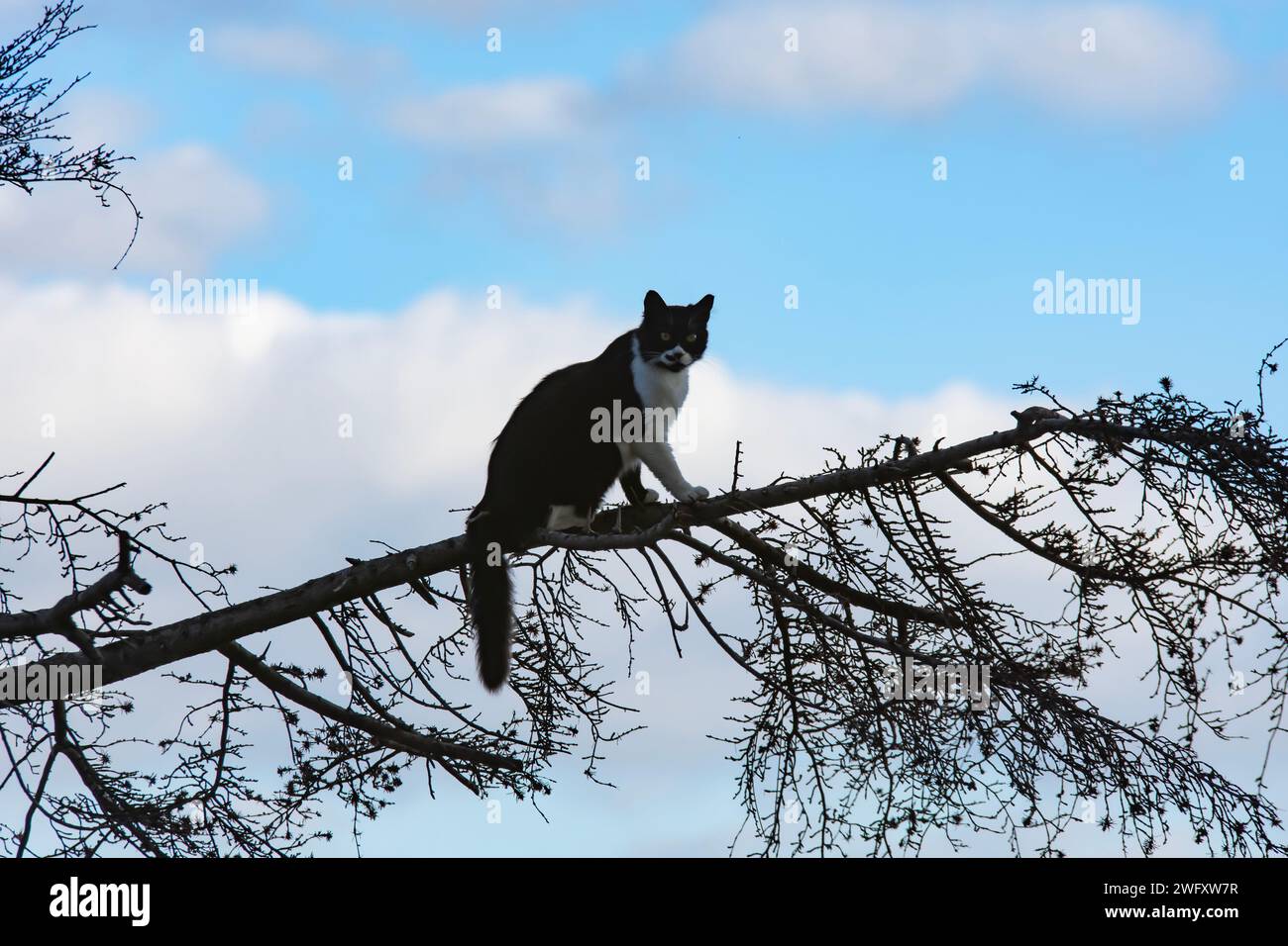 Cat thinks it's a bird and climbs tree branches Stock Photo - Alamy