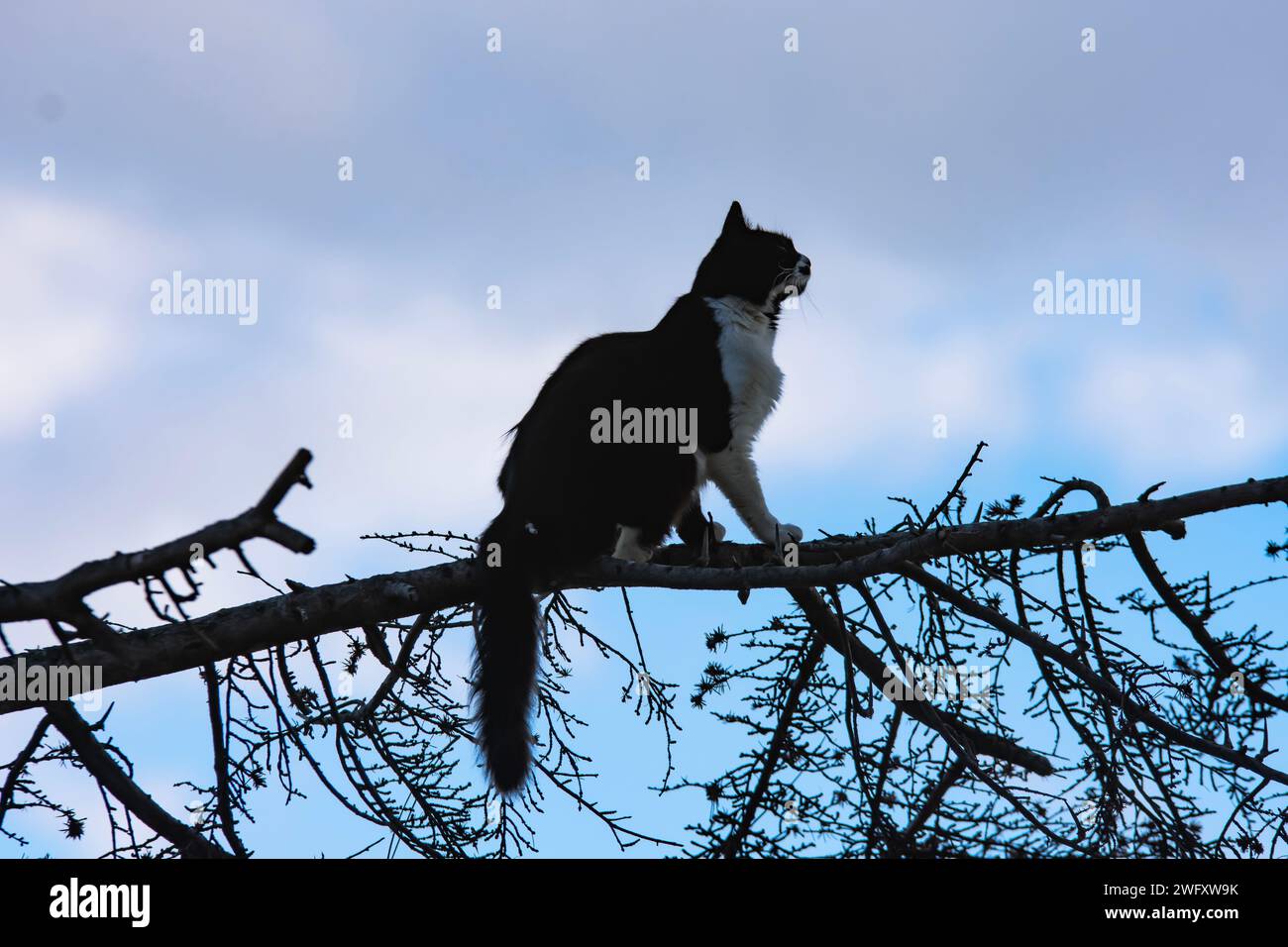Cat thinks it's a bird and climbs tree branches Stock Photo - Alamy