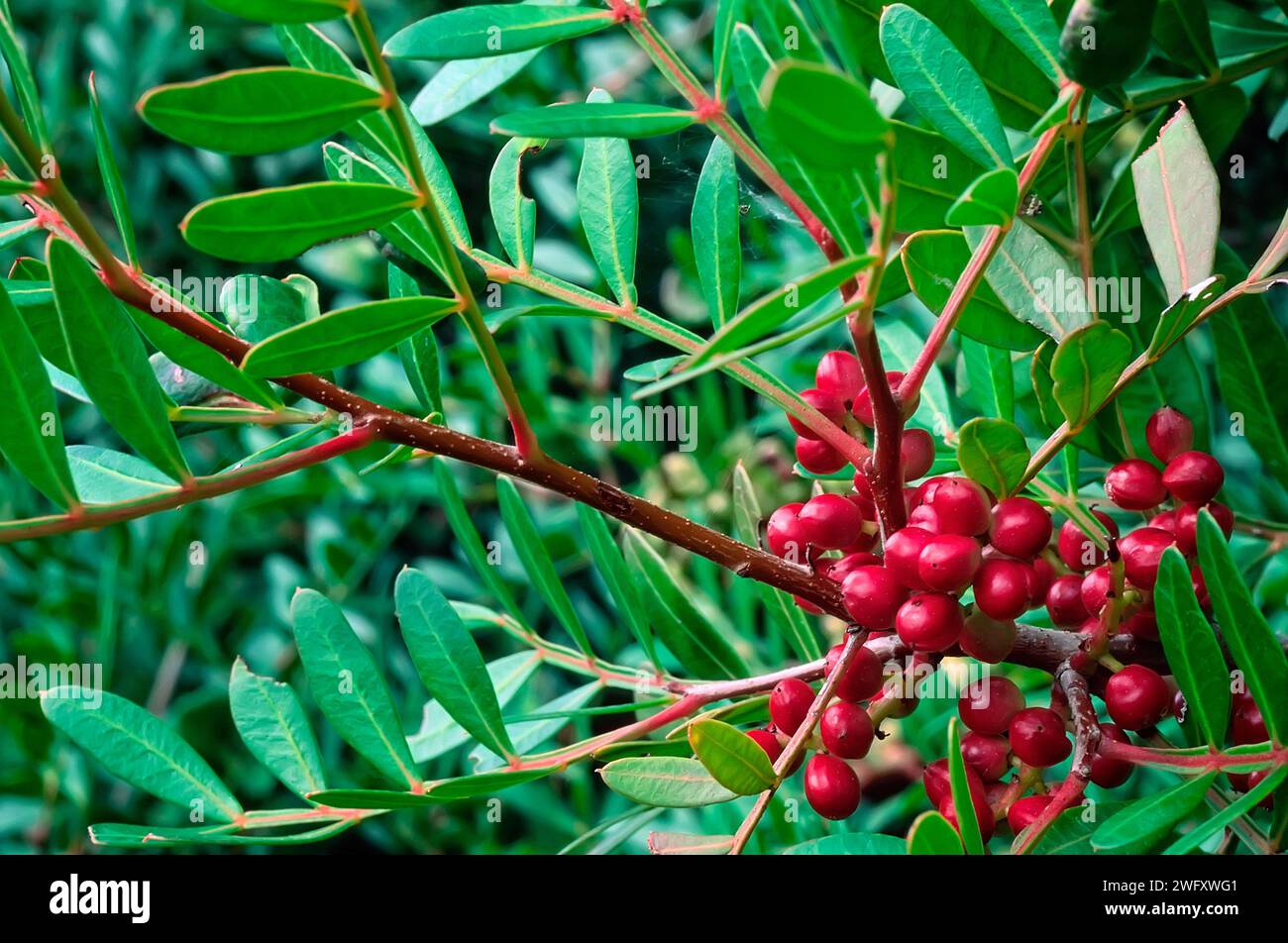 Plant of mediterranean garrigue hi-res stock photography and images - Alamy