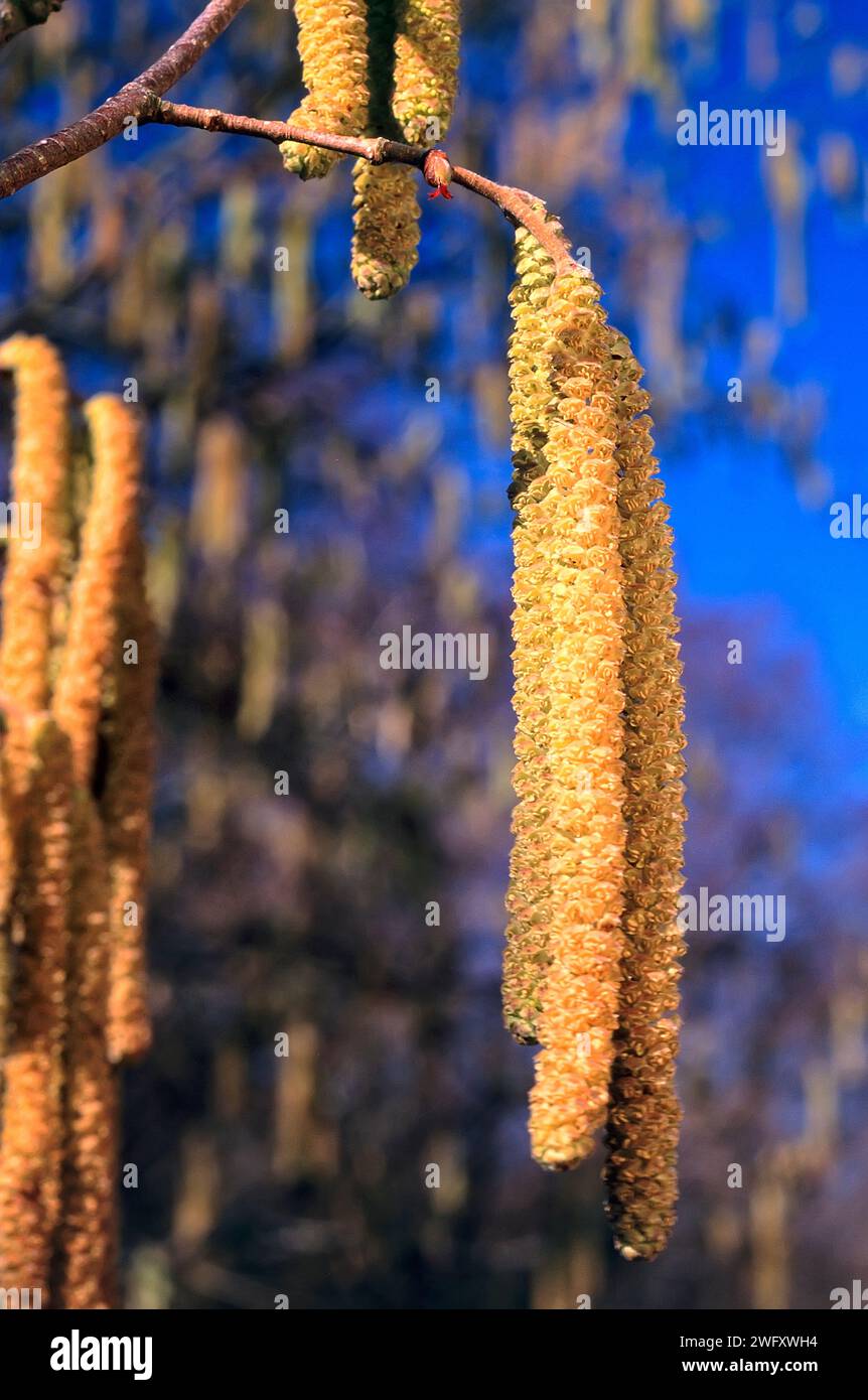 Common hazel (Corylus avellana). Betulaceae. male and Female flowers ...