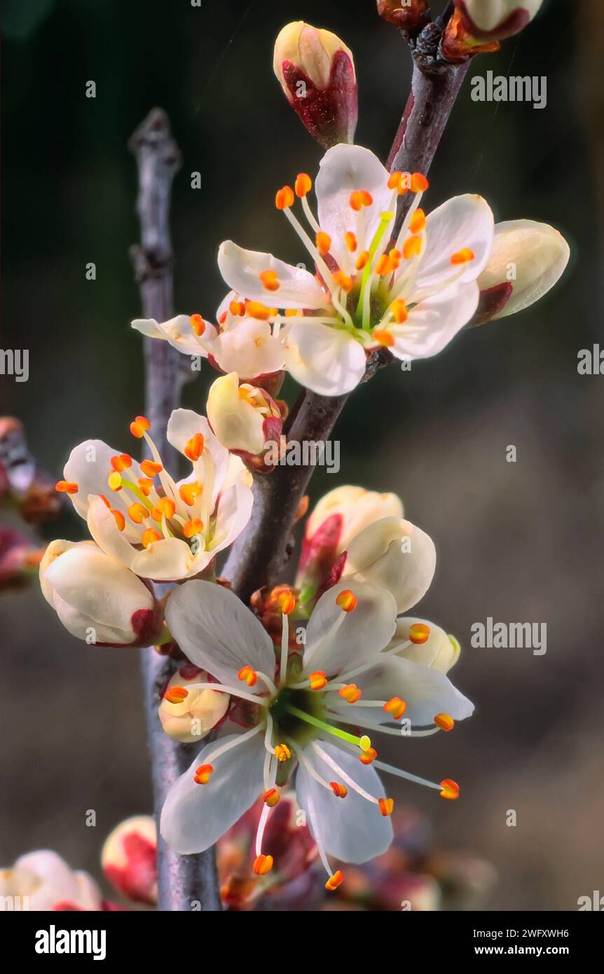 Blackthorn (Prunus spinosa). Rosaceae. Deciduous tree, wild plant Stock ...