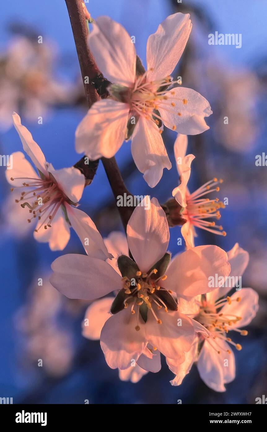 Almond blossoms (Prunus dulcis), Rosaceae. Deciduous tree, cultivated ...