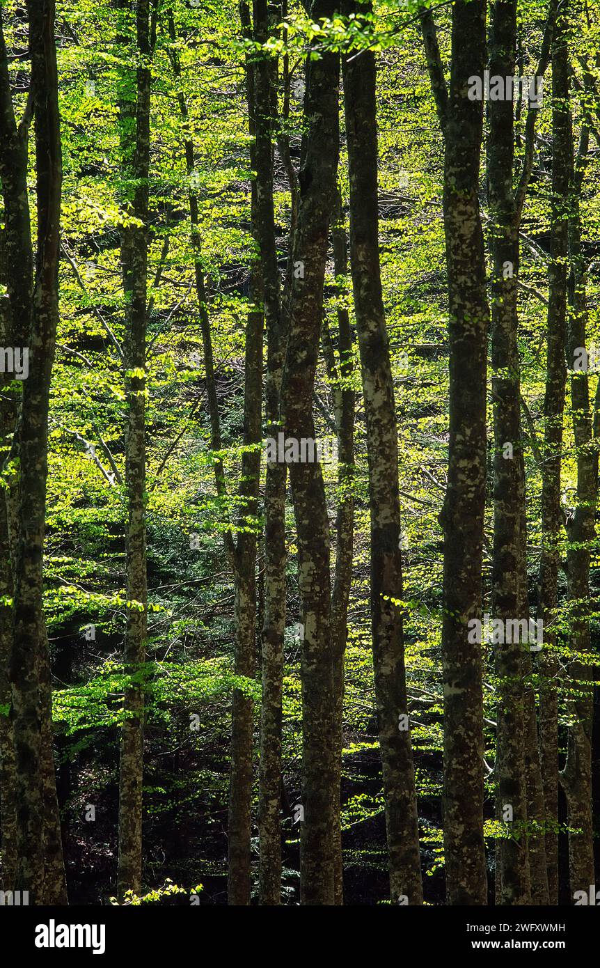 Hornbeam forest (Carpinus betulus), Betulaceae. Deciduous tree, wild ...