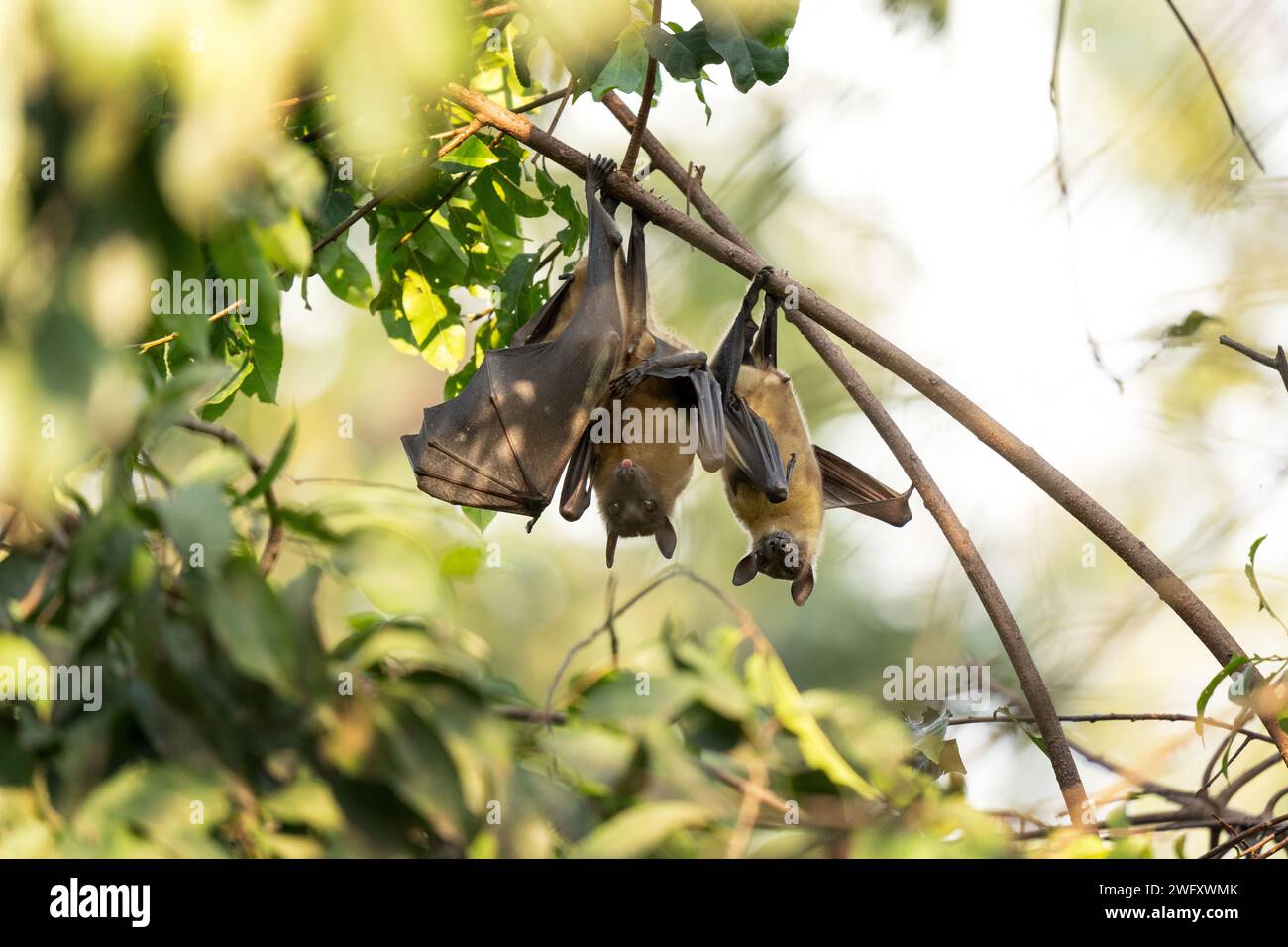 Straw coloured fruit bat on tree in Uganda. Colony of bats during day ...