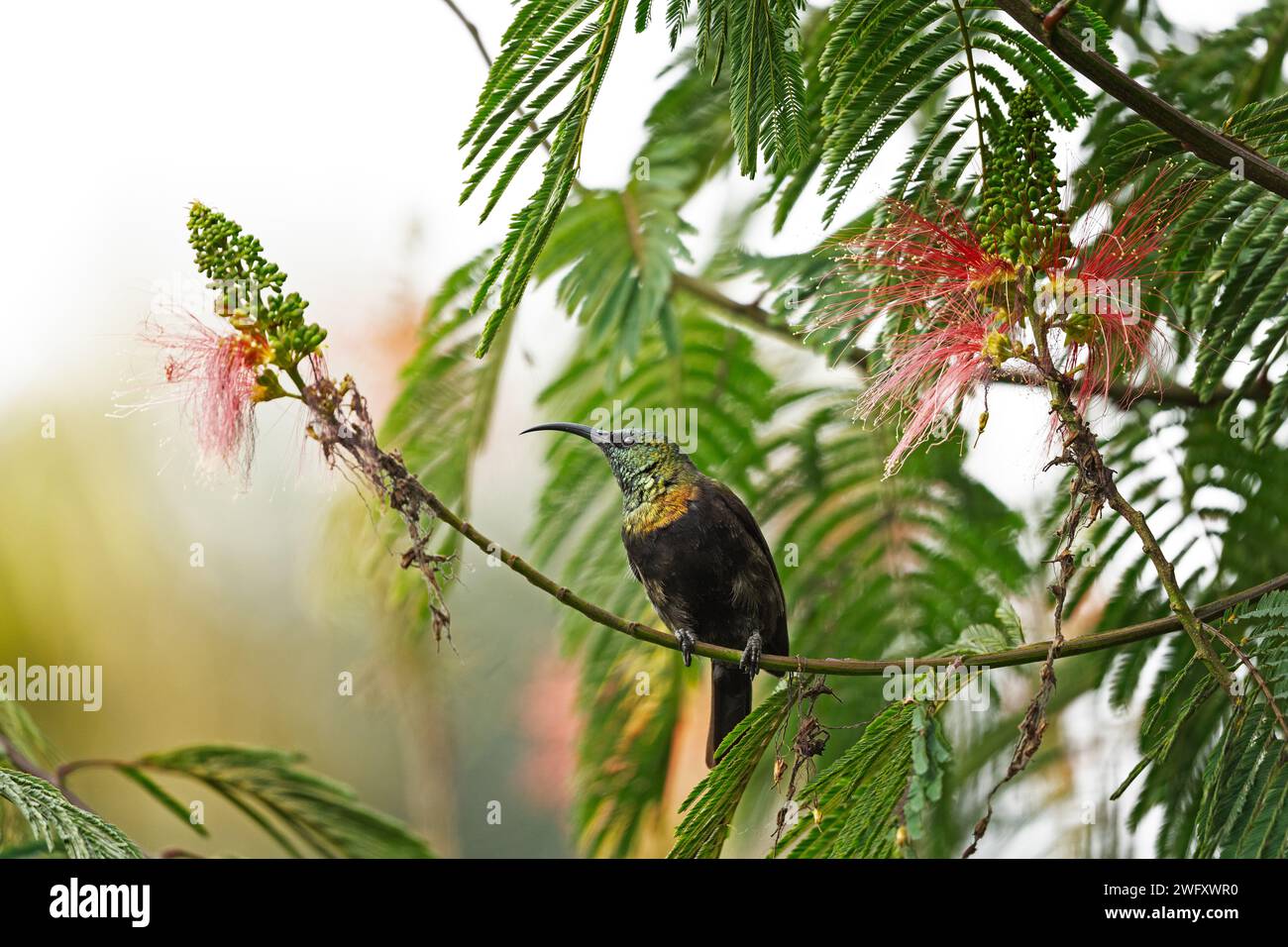 Bronzy sunbird is looking for blooms. Sunbird near the flower in the ...