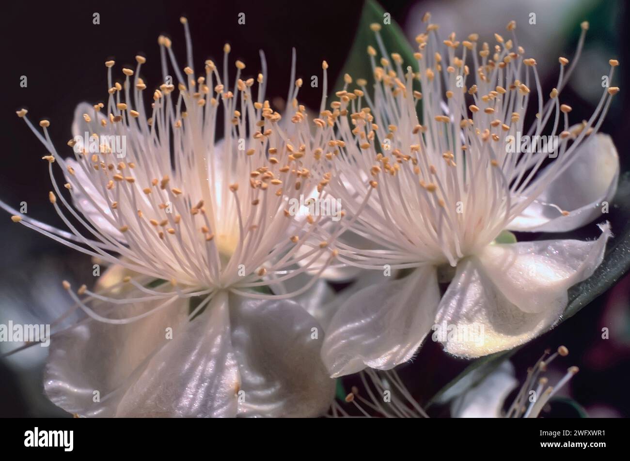 Common myrtle (Myrtus communis), Myrtaceae. Evergreen shrub of the ...