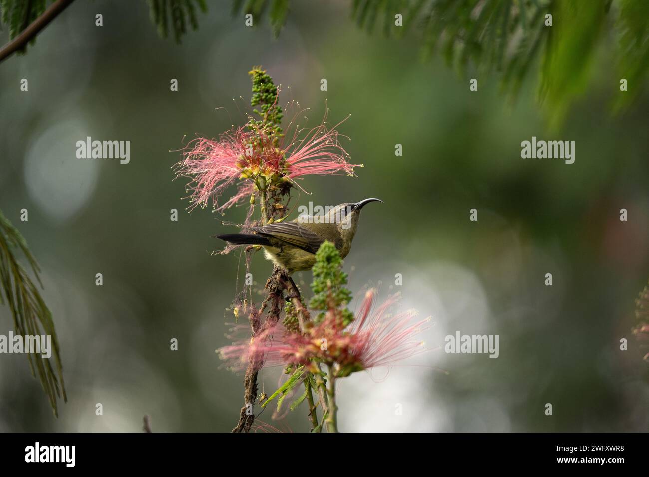 Bronzy sunbird is looking for blooms. Sunbird near the flower in the ...