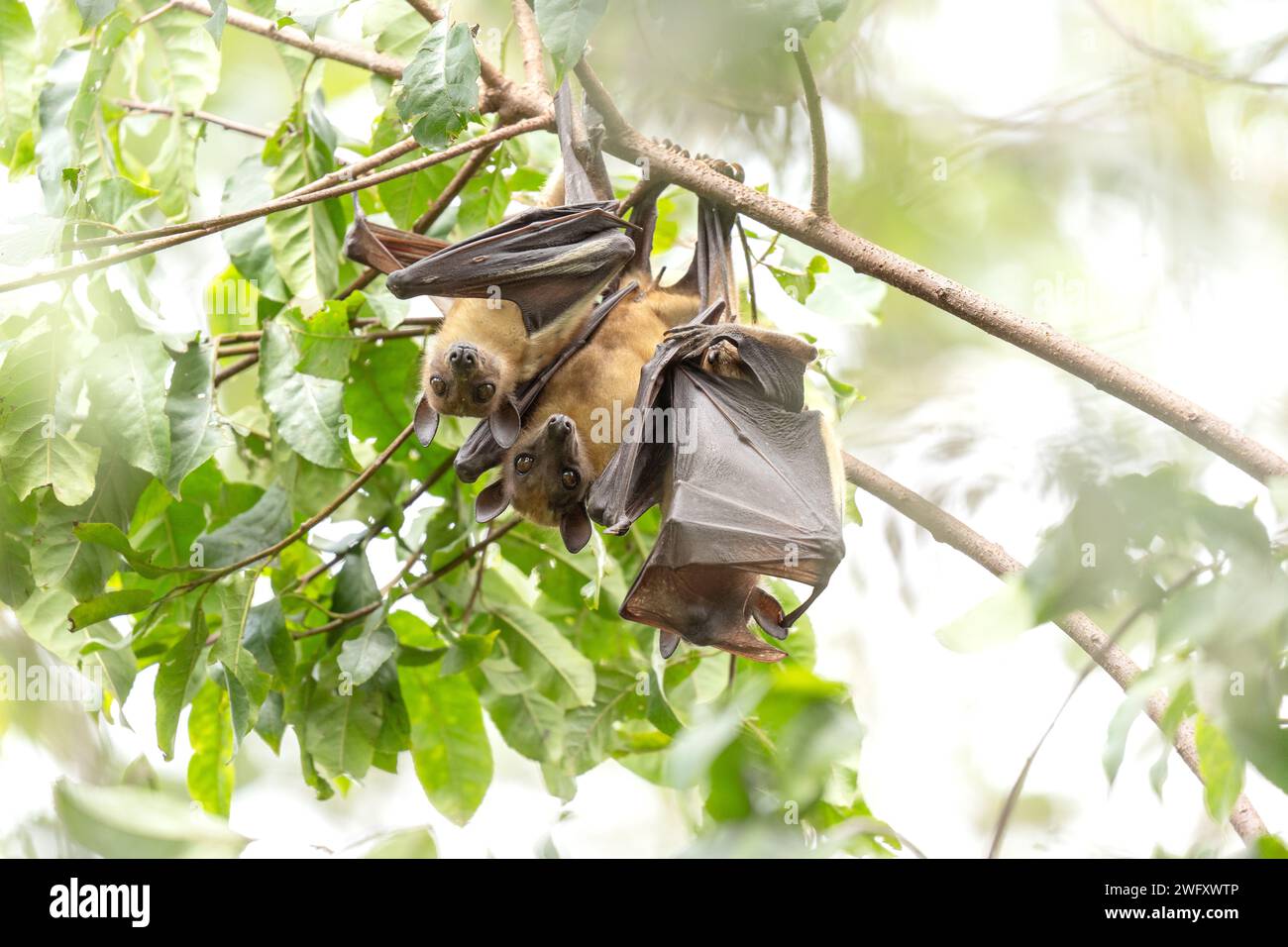 Straw coloured fruit bat on tree in Uganda. Colony of bats during day ...