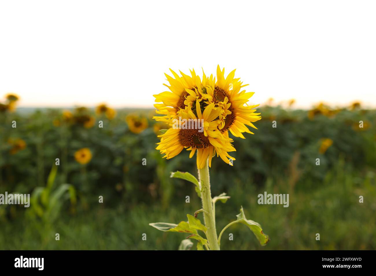 Unusual modified sunflower mutation at field. Deformulated conjoined ...