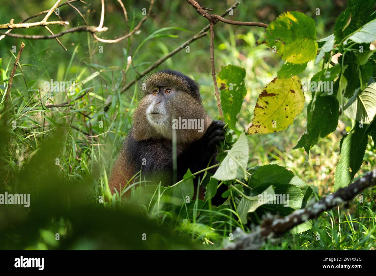 Golden monkey in Mgahinga National Park. Cercopithecus mitis kandti is ...
