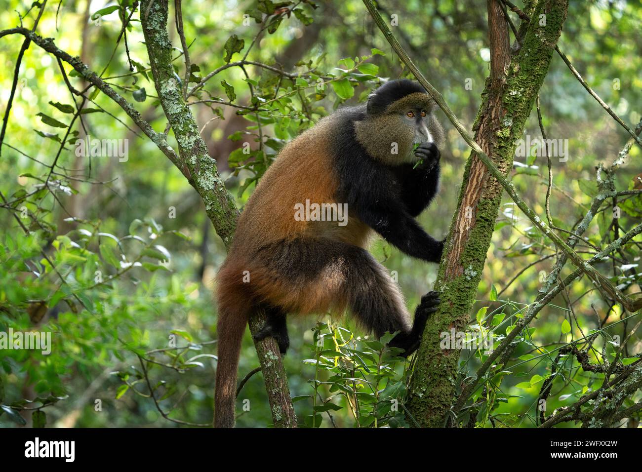 Golden monkey in Mgahinga National Park. Cercopithecus mitis kandti is ...