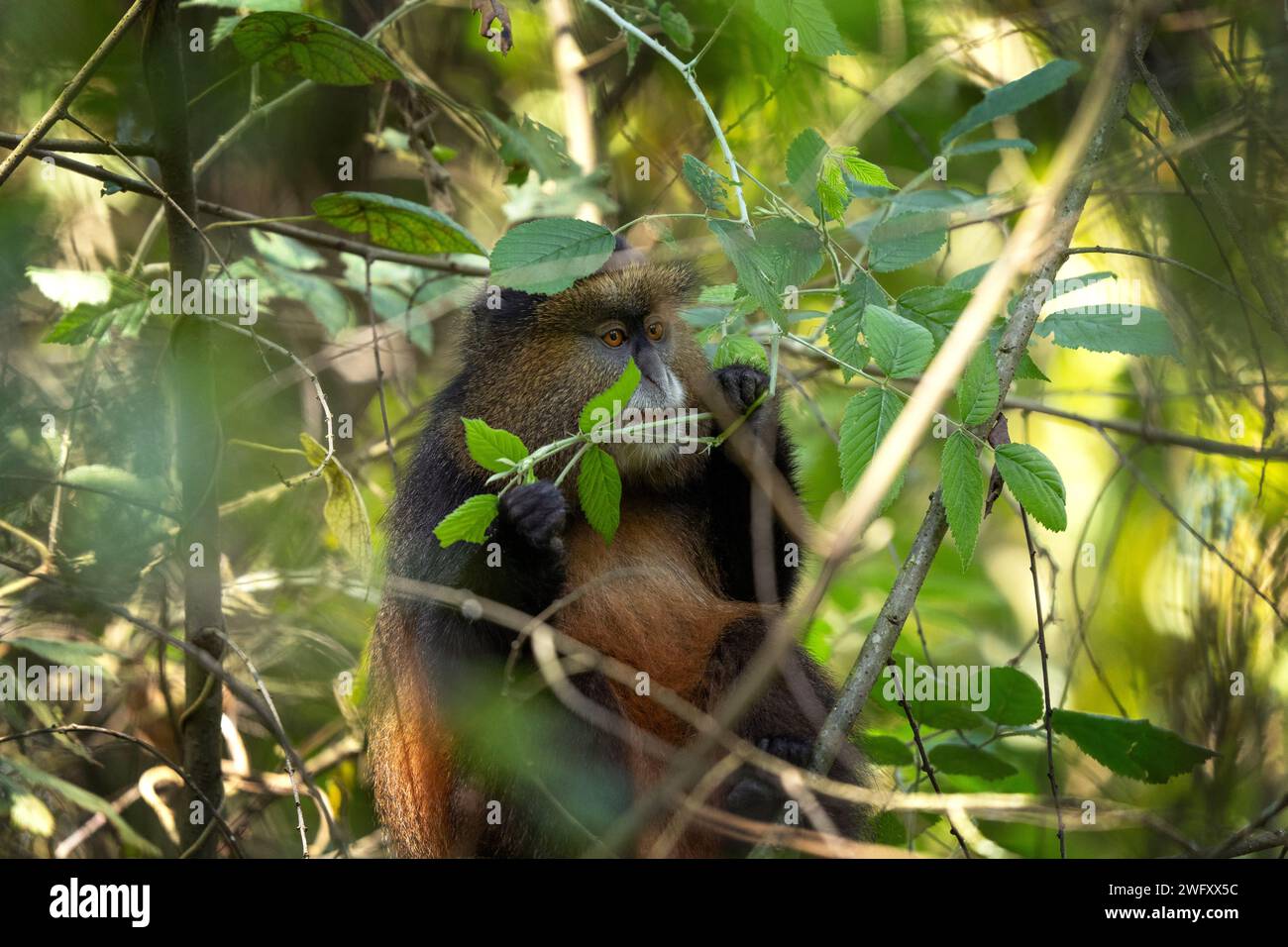Golden monkey in Mgahinga National Park. Cercopithecus mitis kandti is ...