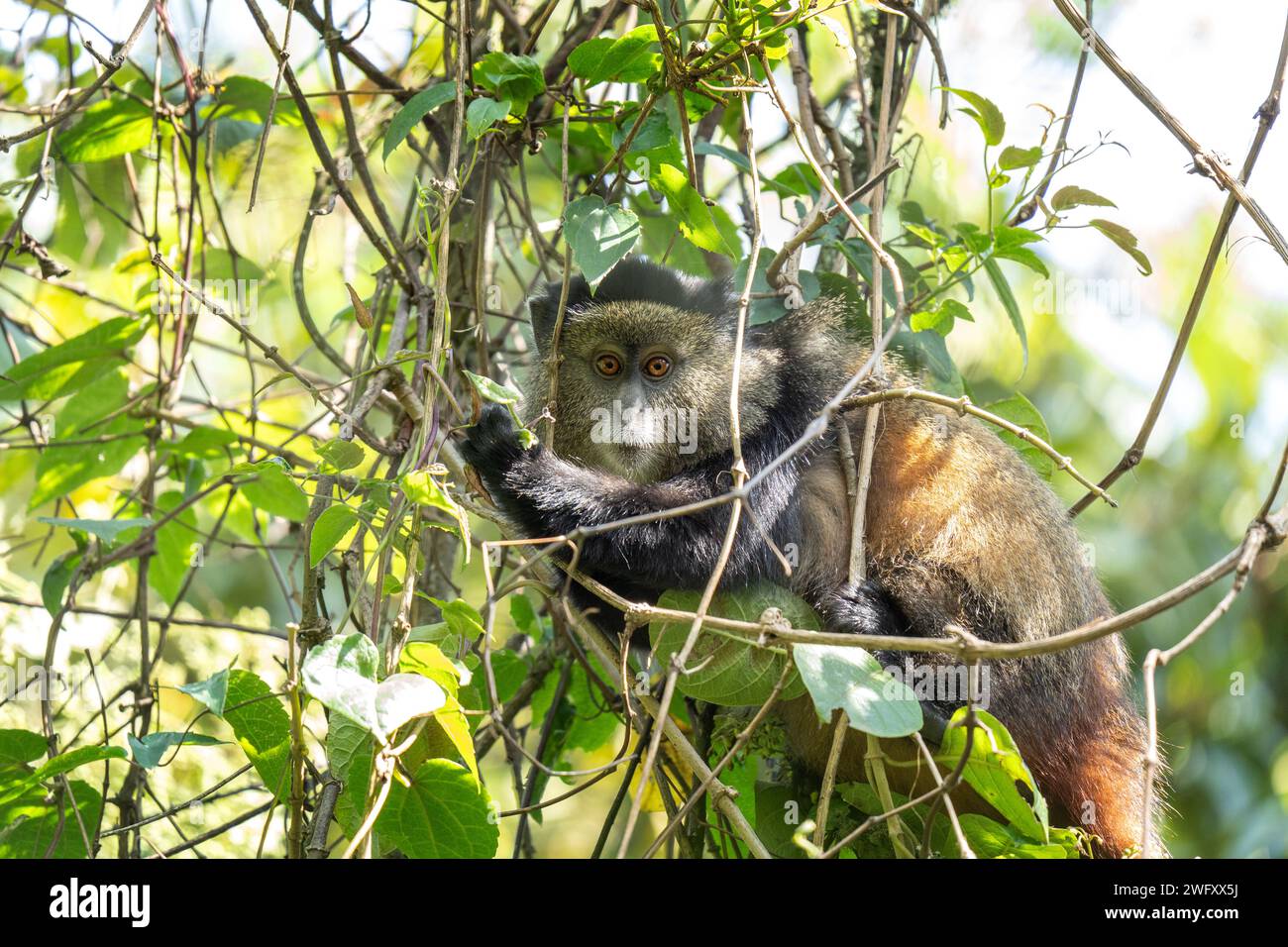 Golden monkey in Mgahinga National Park. Cercopithecus mitis kandti is ...