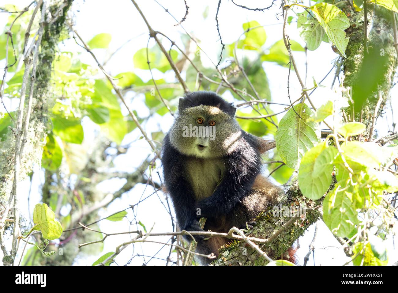Golden monkey in Mgahinga National Park. Cercopithecus mitis kandti is ...